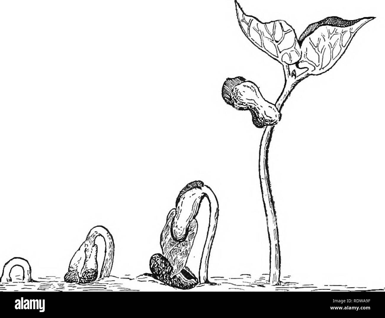 Bean Seed Germination Drawing
