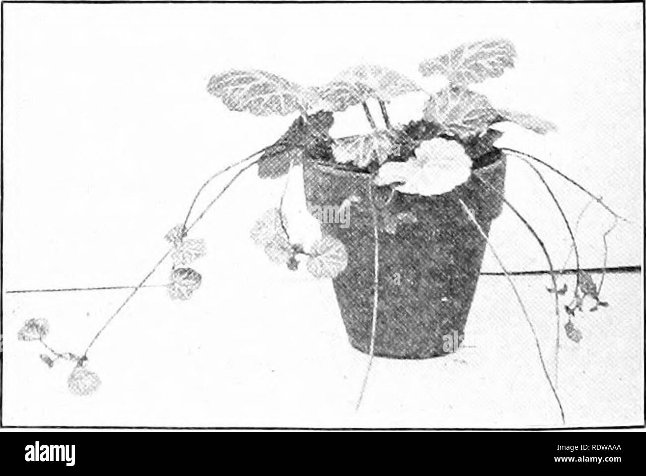 Storage organs in plants hi-res stock photography and images - Alamy