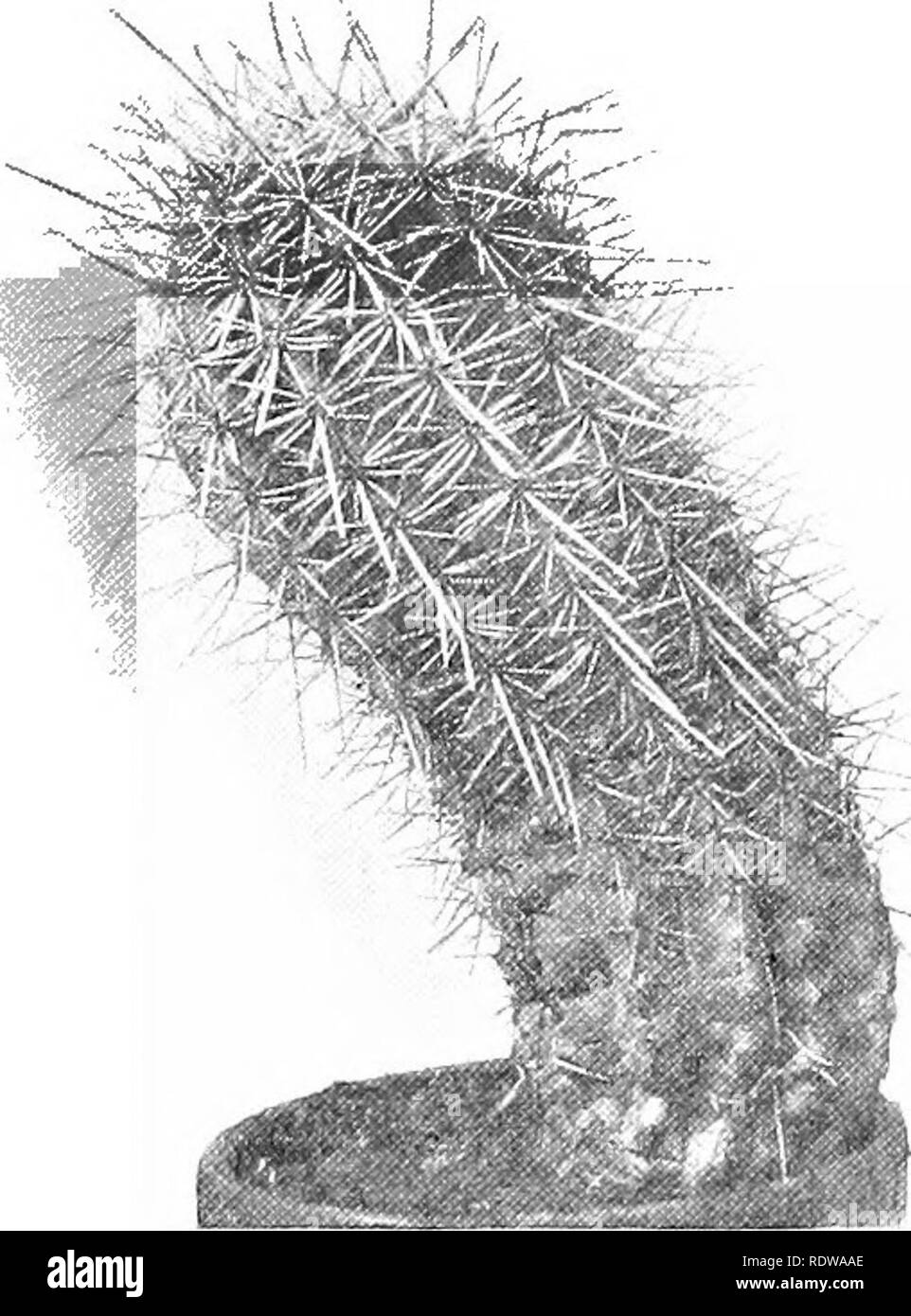 . Textbook of botany. Botany. 204 TEXTBOOK OF BOTANY. and flat and look ...