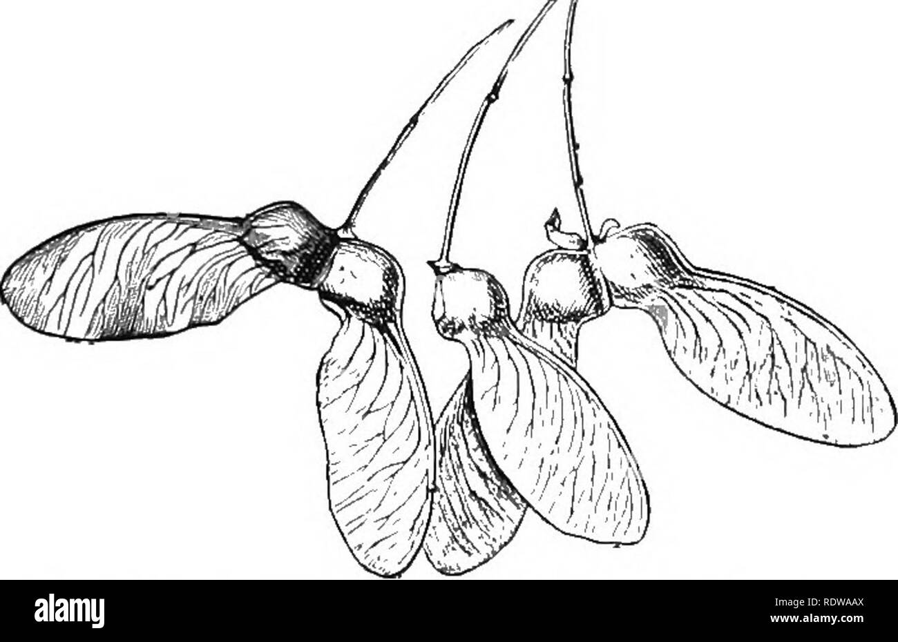 . Plants; a text-book of botany. Botany. •wall may invest it as closely ...