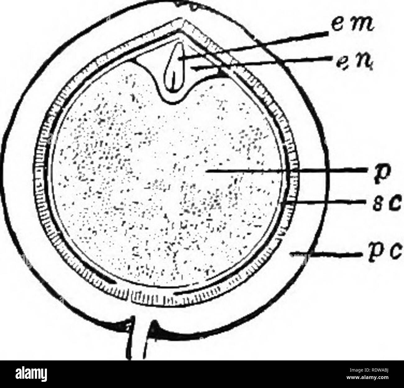 Milkweed seed dispersal Black and White Stock Photos & Images - Alamy