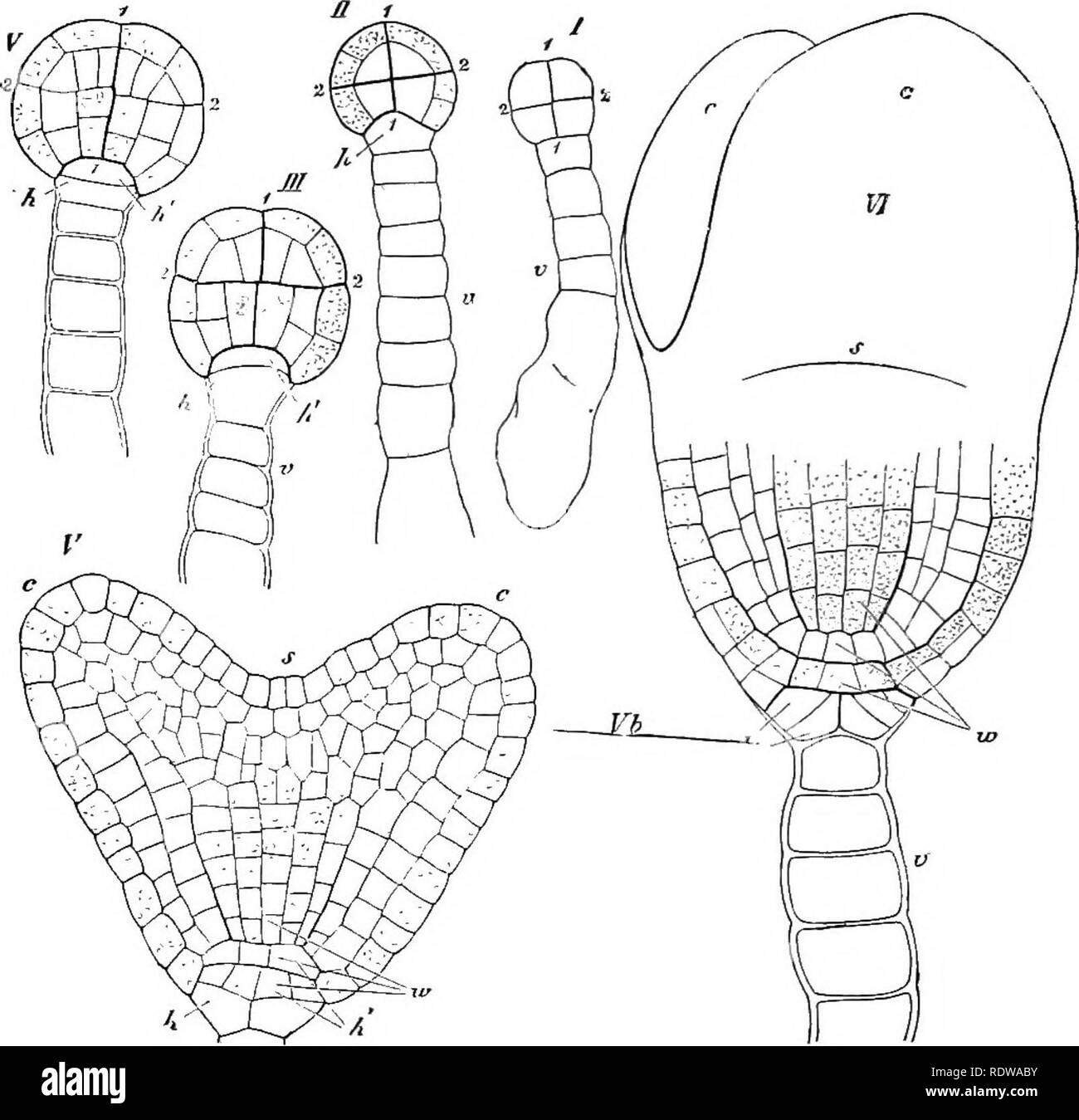 Three cotyledons Cut Out Stock Images & Pictures - Alamy