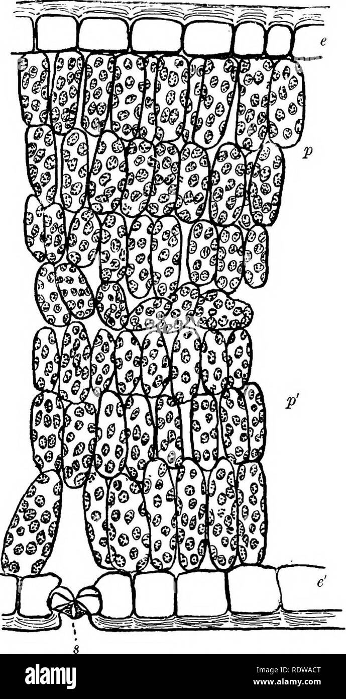 Basal leaf bottom hi-res stock photography and images - Alamy