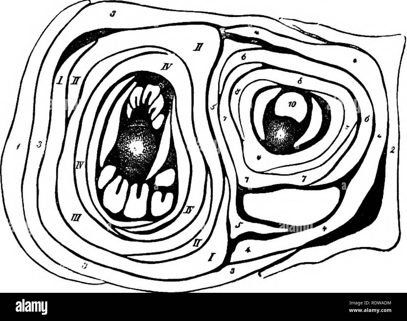 Cross sections of plant tissues hi-res stock photography and images - Alamy