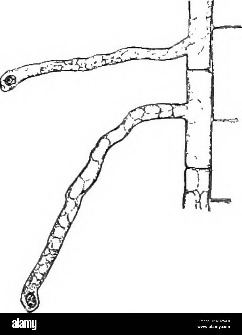 Over grown roots Black and White Stock Photos & Images - Alamy