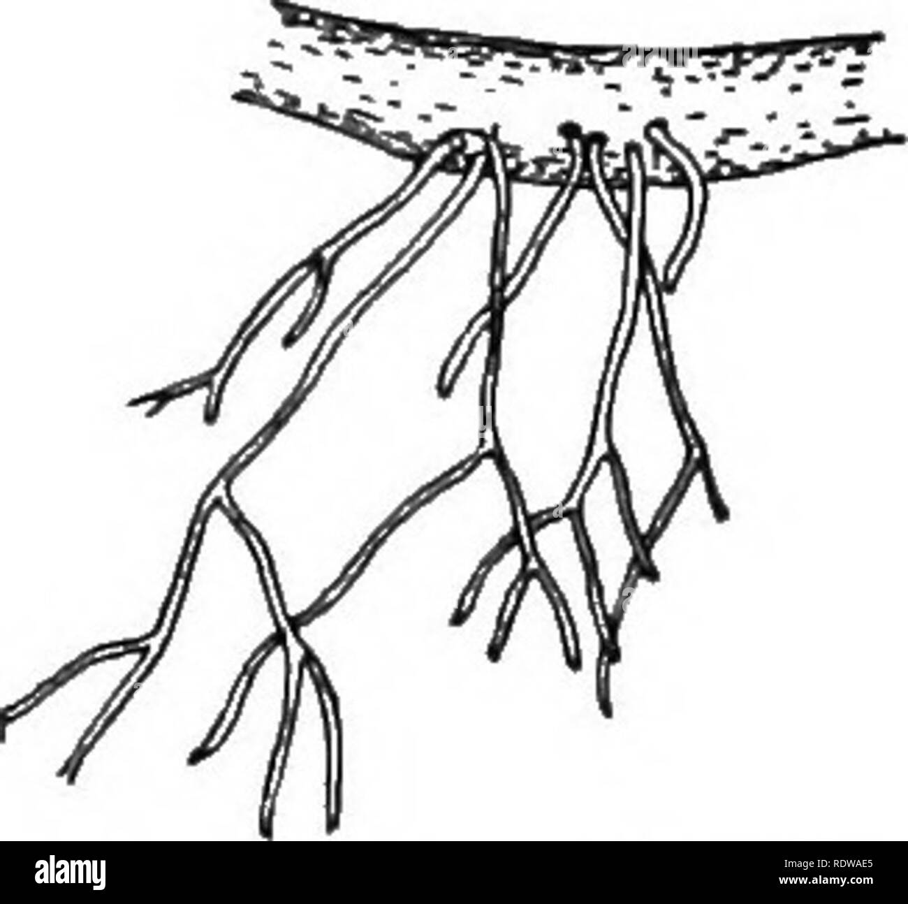 Over grown roots Black and White Stock Photos & Images - Alamy