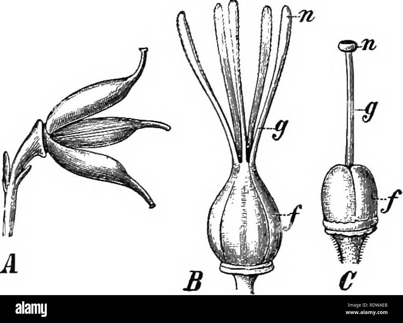. Plants; a text-book of botany. Botany. Fig. 168. Cross - section of ...