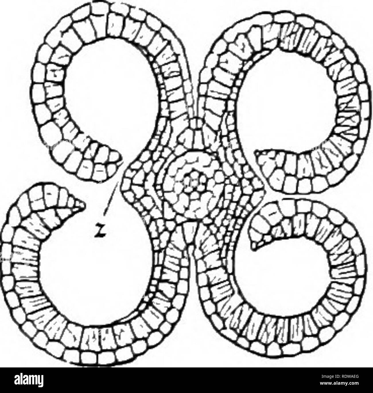 Lily cross section Cut Out Stock Images & Pictures - Alamy