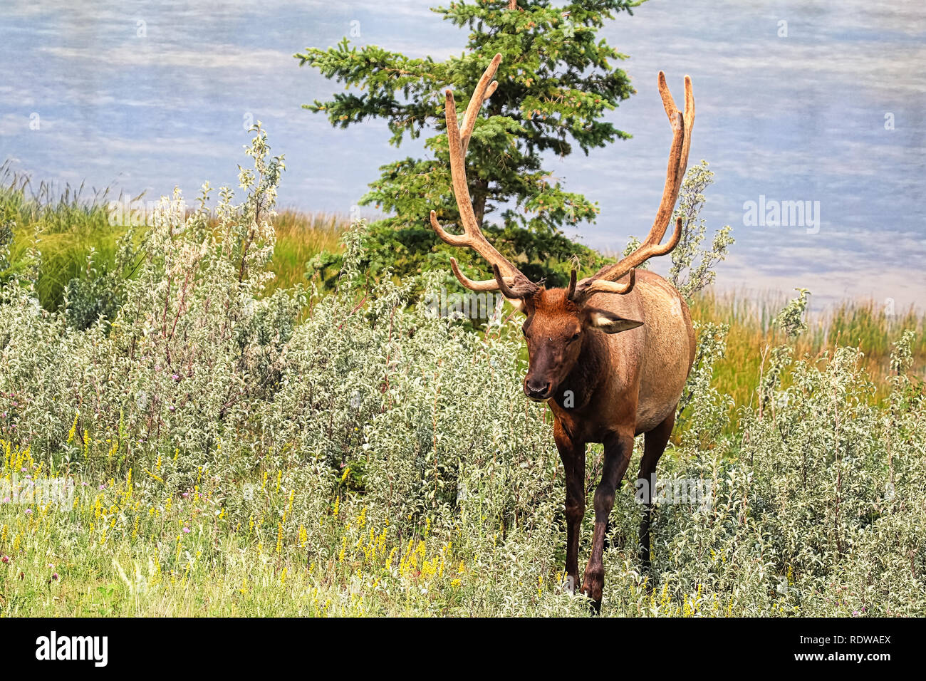 Male wapiti hi-res stock photography and images - Alamy