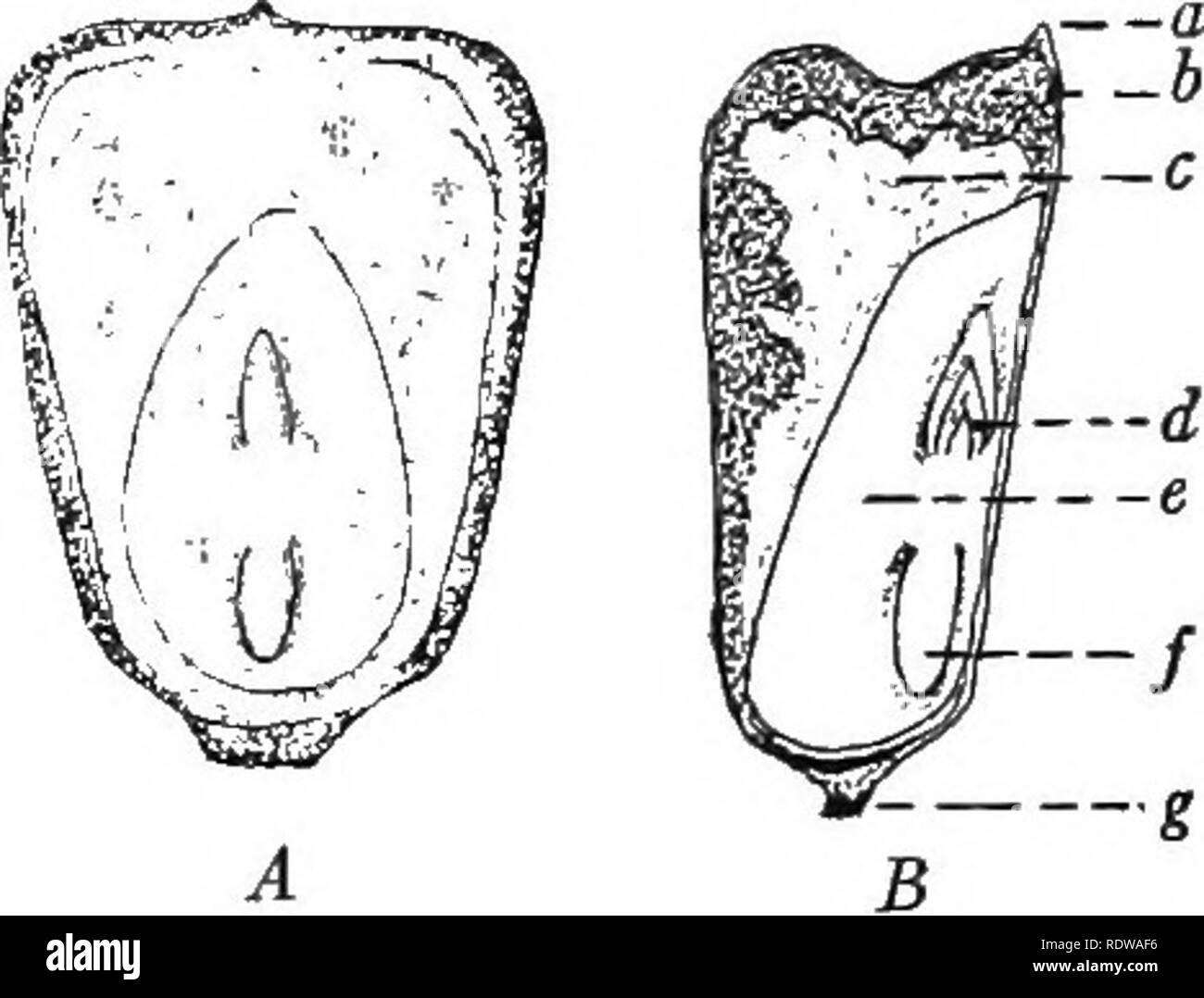 . Textbook of botany. Botany. THE INDIAN CORN 163. sists of a radicle ...