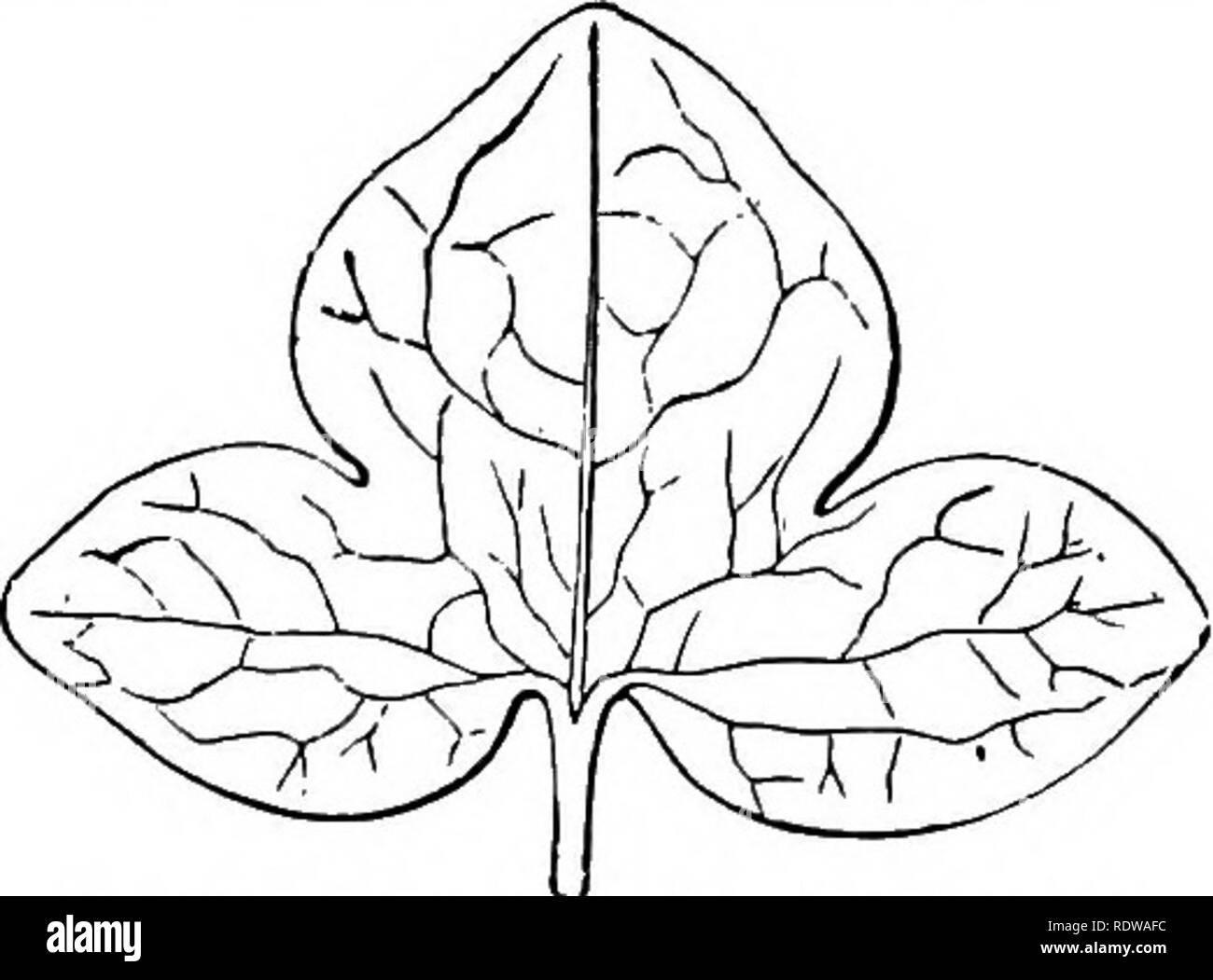 Three lobed leaf Black and White Stock Photos & Images - Alamy