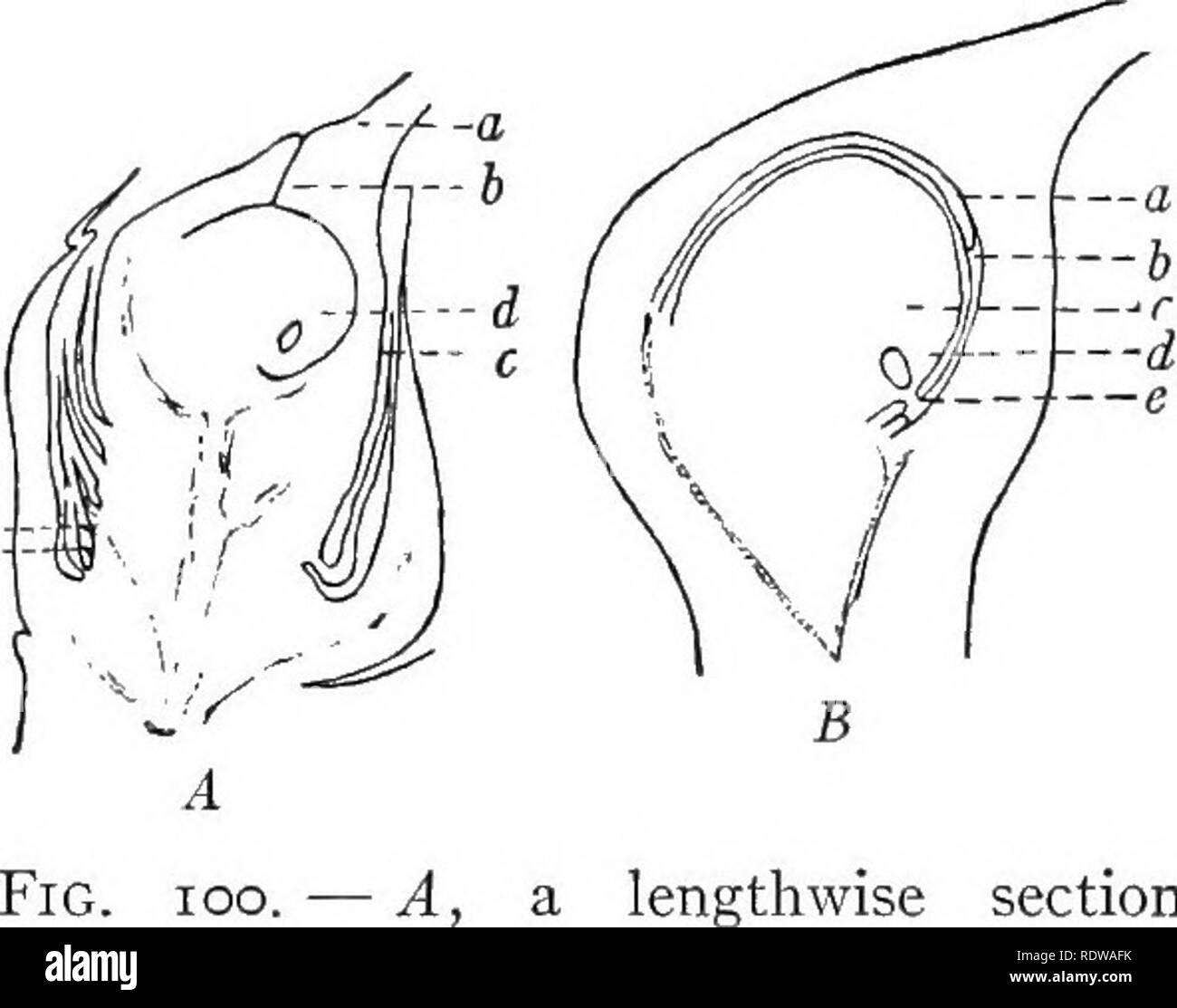 Protect bears ears hi-res stock photography and images - Alamy