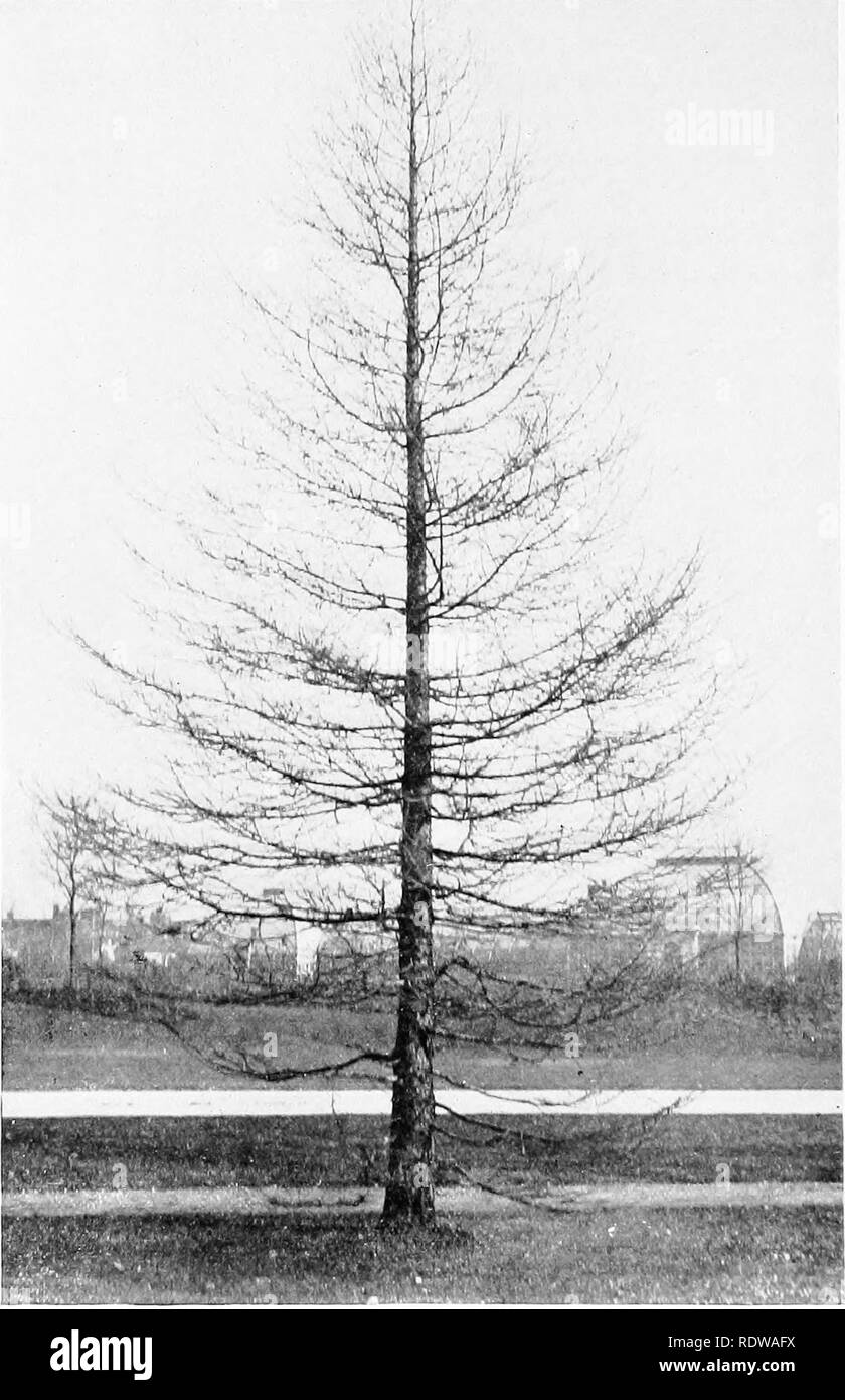 Conical conifers Black and White Stock Photos & Images - Alamy