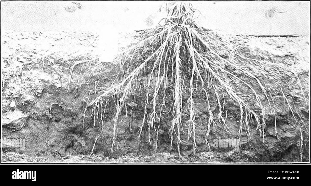 Parallel leaf veins Black and White Stock Photos & Images - Alamy