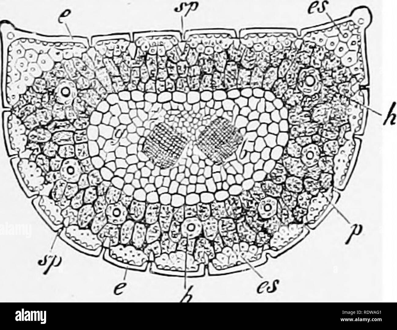 . Plants; a text-book of botany. Botany. SPEKIIATOPHYTES : GYMNOSPEKMS ...