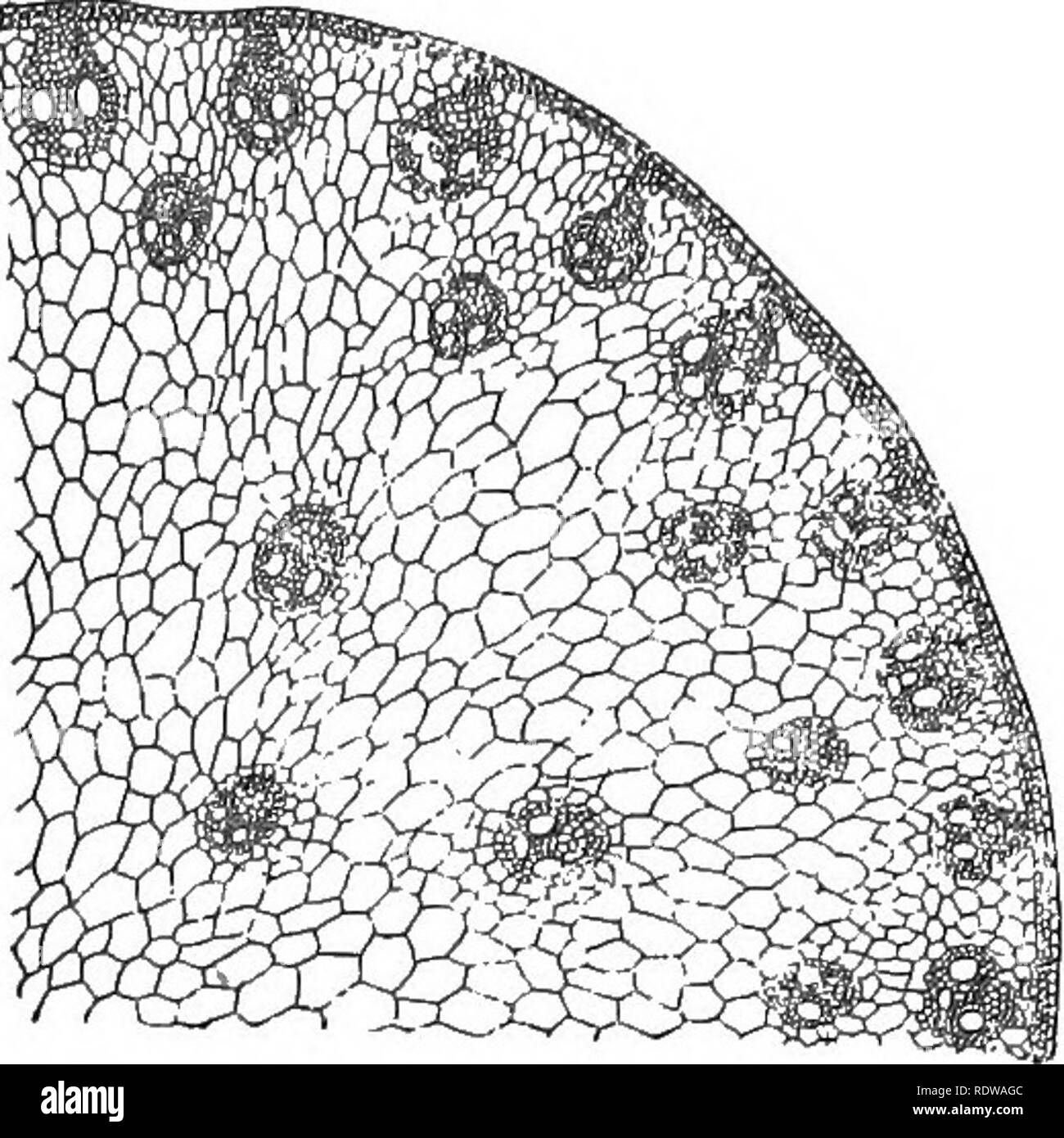 Corn stem cross section hi-res stock photography and images - Alamy