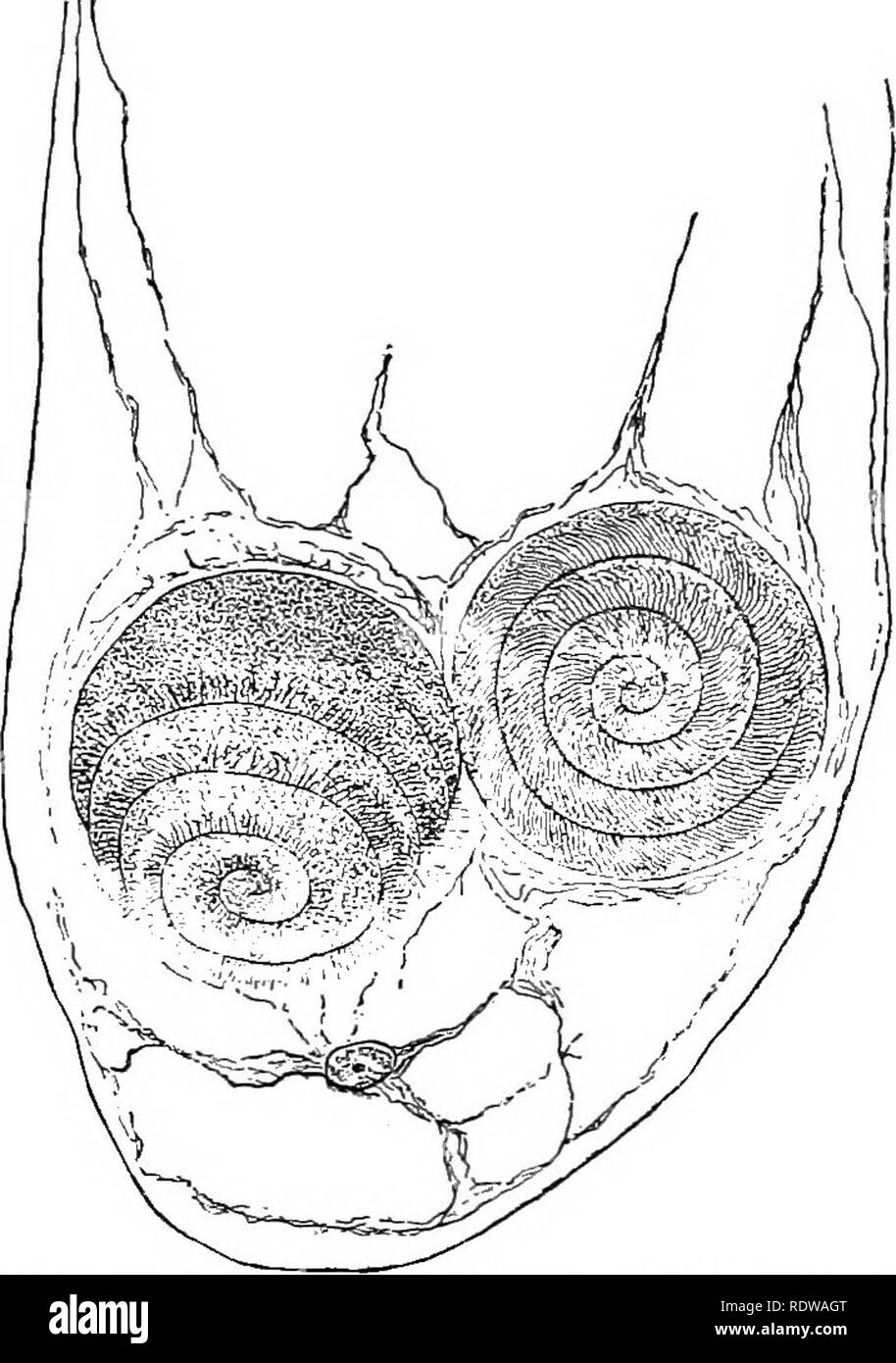 Germinate germination seed growth Black and White Stock Photos & Images ...