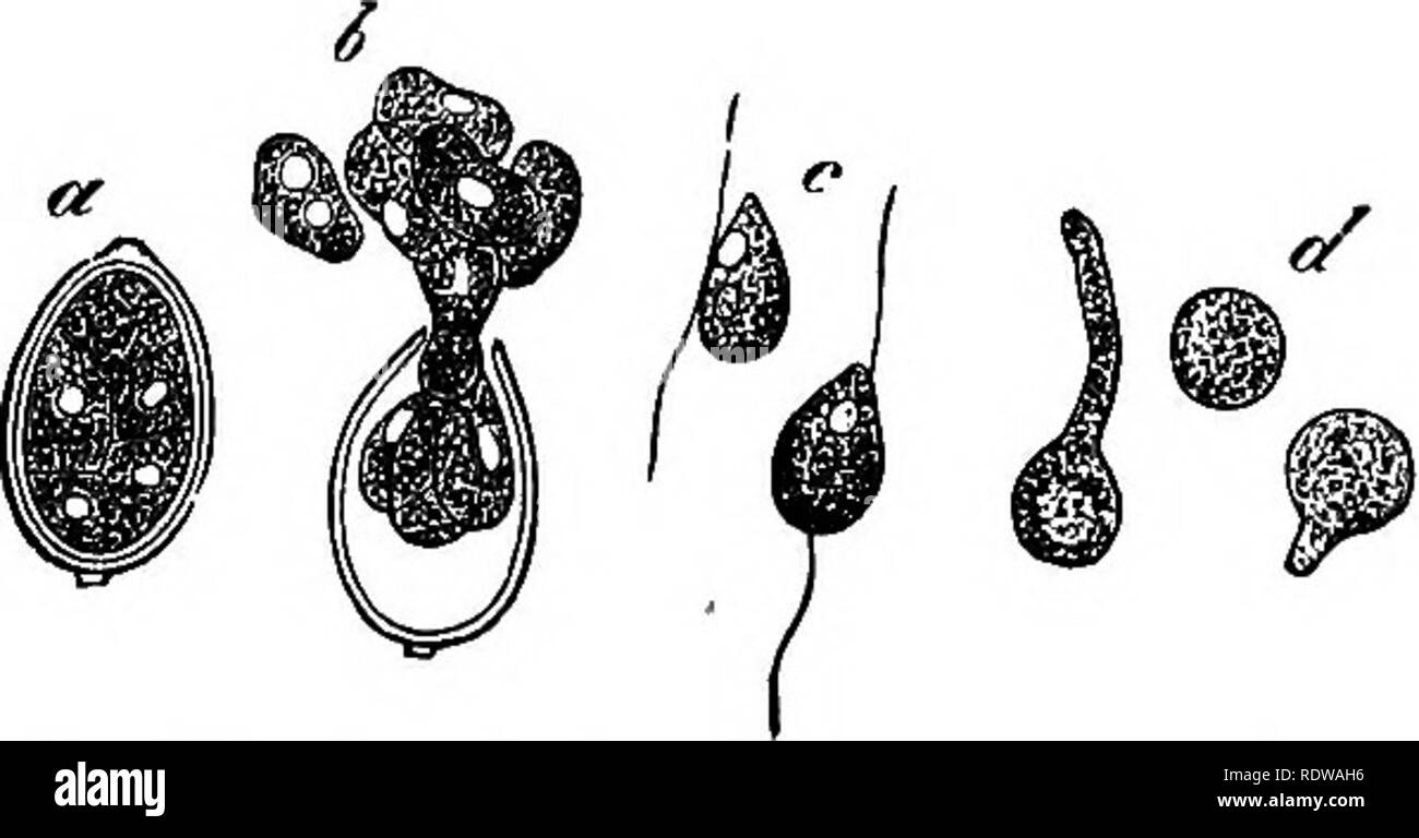 . Botany for high schools and colleges. Botany. 360 BOTANY. the conidia ...