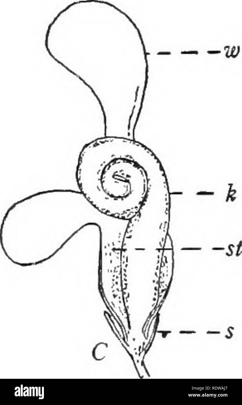 . Textbook of botany. Botany. Fig. 85. — Three views of a bean flower ...