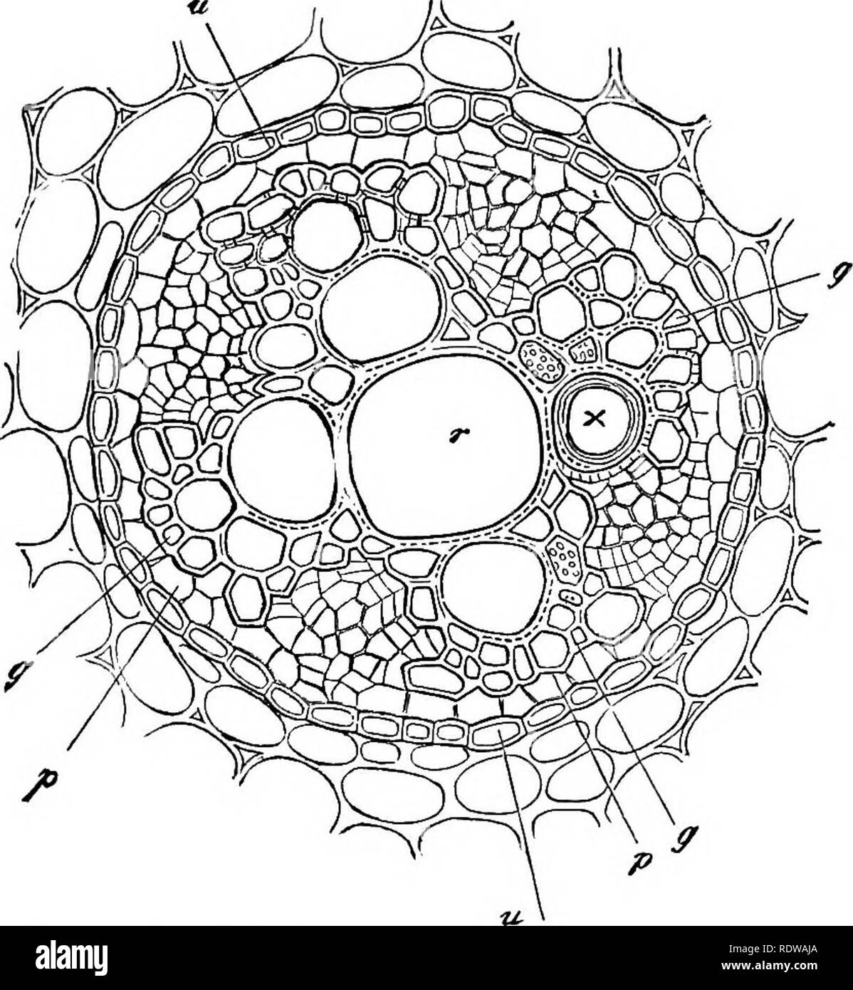 Phloem sieve plates hi-res stock photography and images - Alamy