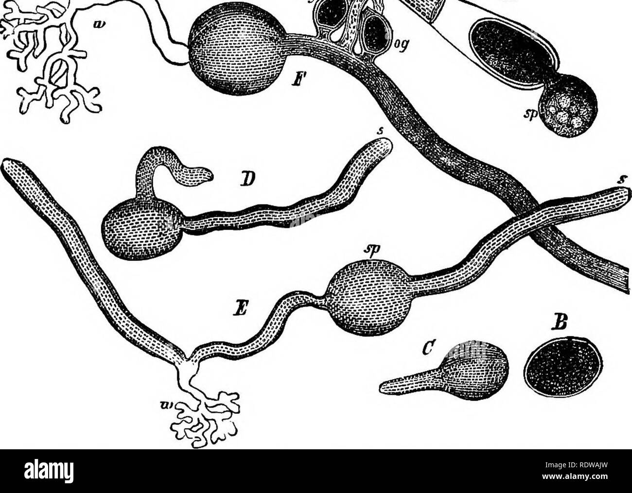Asexual reproduction Black and White Stock Photos & Images - Alamy
