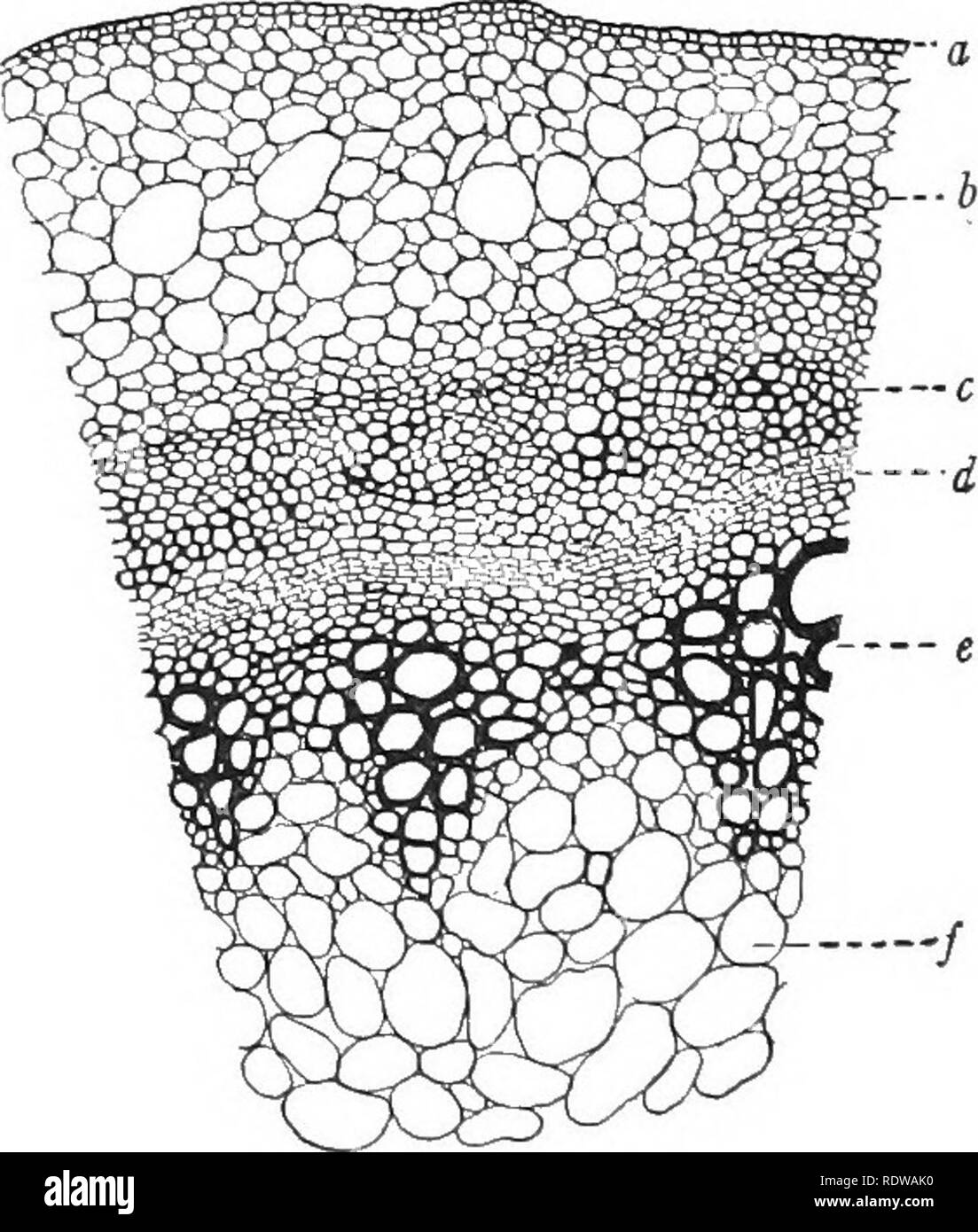 Cross section through a branch hi-res stock photography and images - Alamy