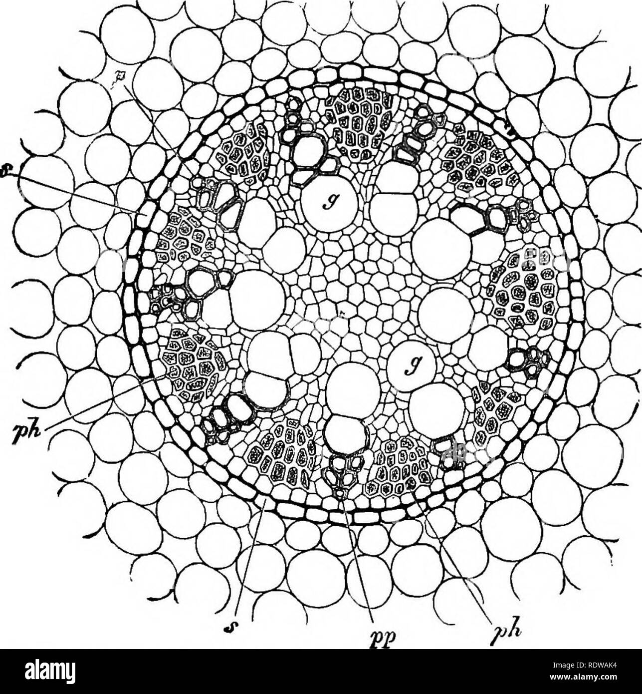 Bundle Sheath High Resolution Stock Photography and Images - Alamy