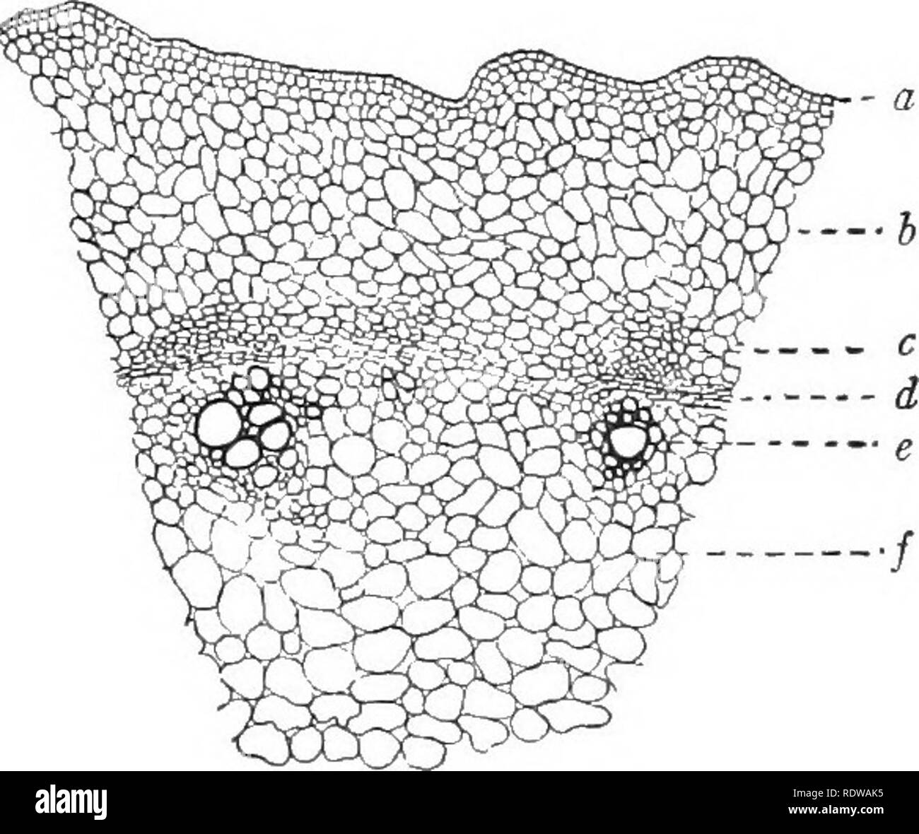 Cross section through a branch Black and White Stock Photos & Images ...