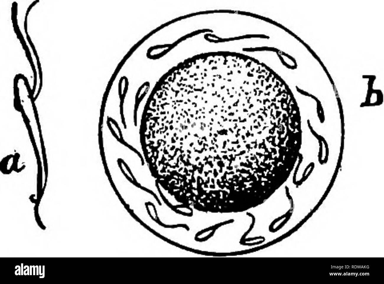 Pandorina Black and White Stock Photos & Images - Alamy