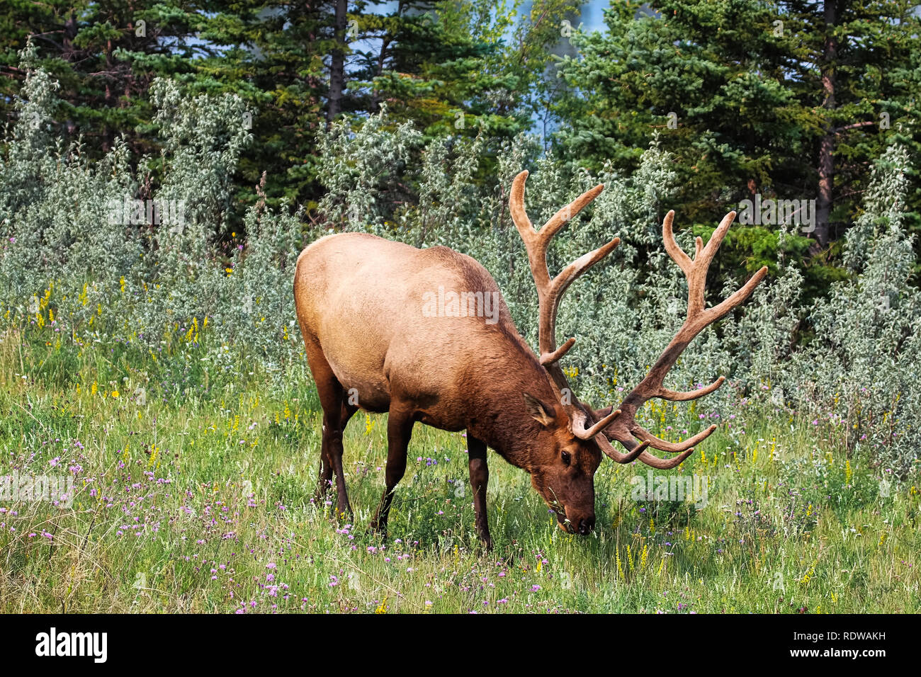 Large bull elk eating grass hi-res stock photography and images - Alamy