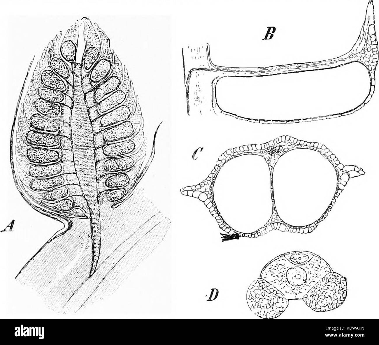 Male strobilus Black and White Stock Photos & Images - Alamy