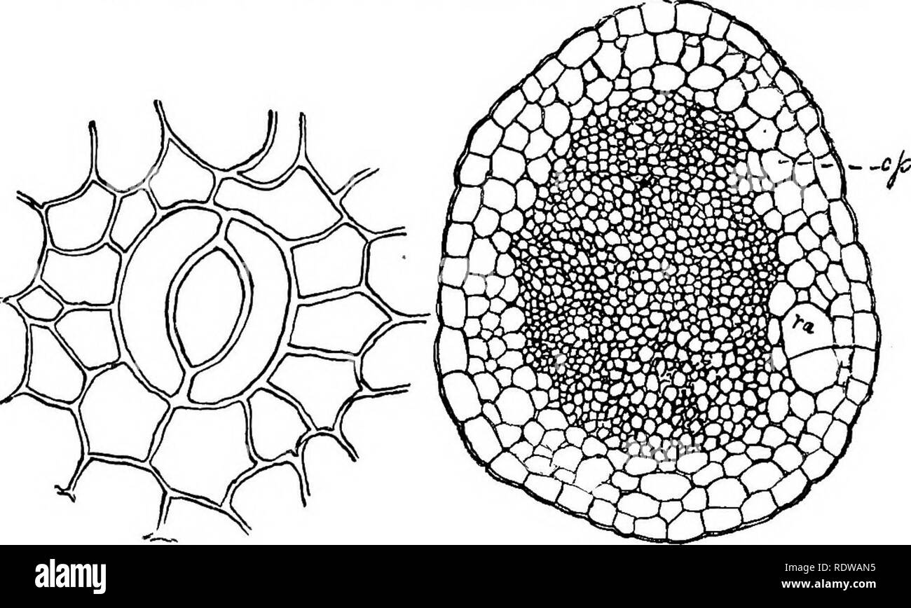 Pore structures Cut Out Stock Images & Pictures - Alamy
