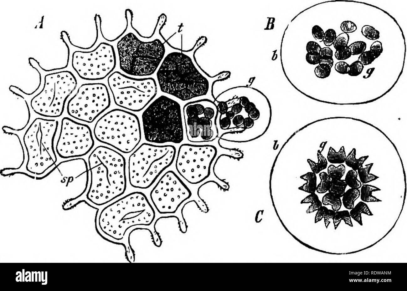 Pediastrum sp Black and White Stock Photos & Images - Alamy