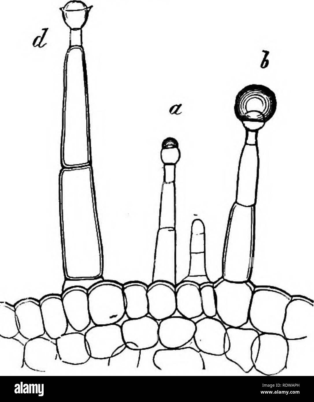 Pustule stages hi-res stock photography and images - Alamy