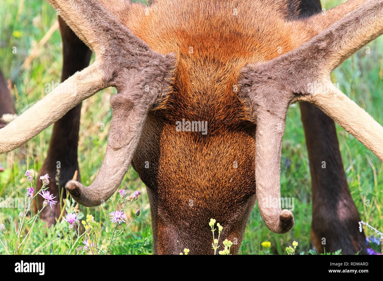 Chinese elk hi-res stock photography and images - Alamy