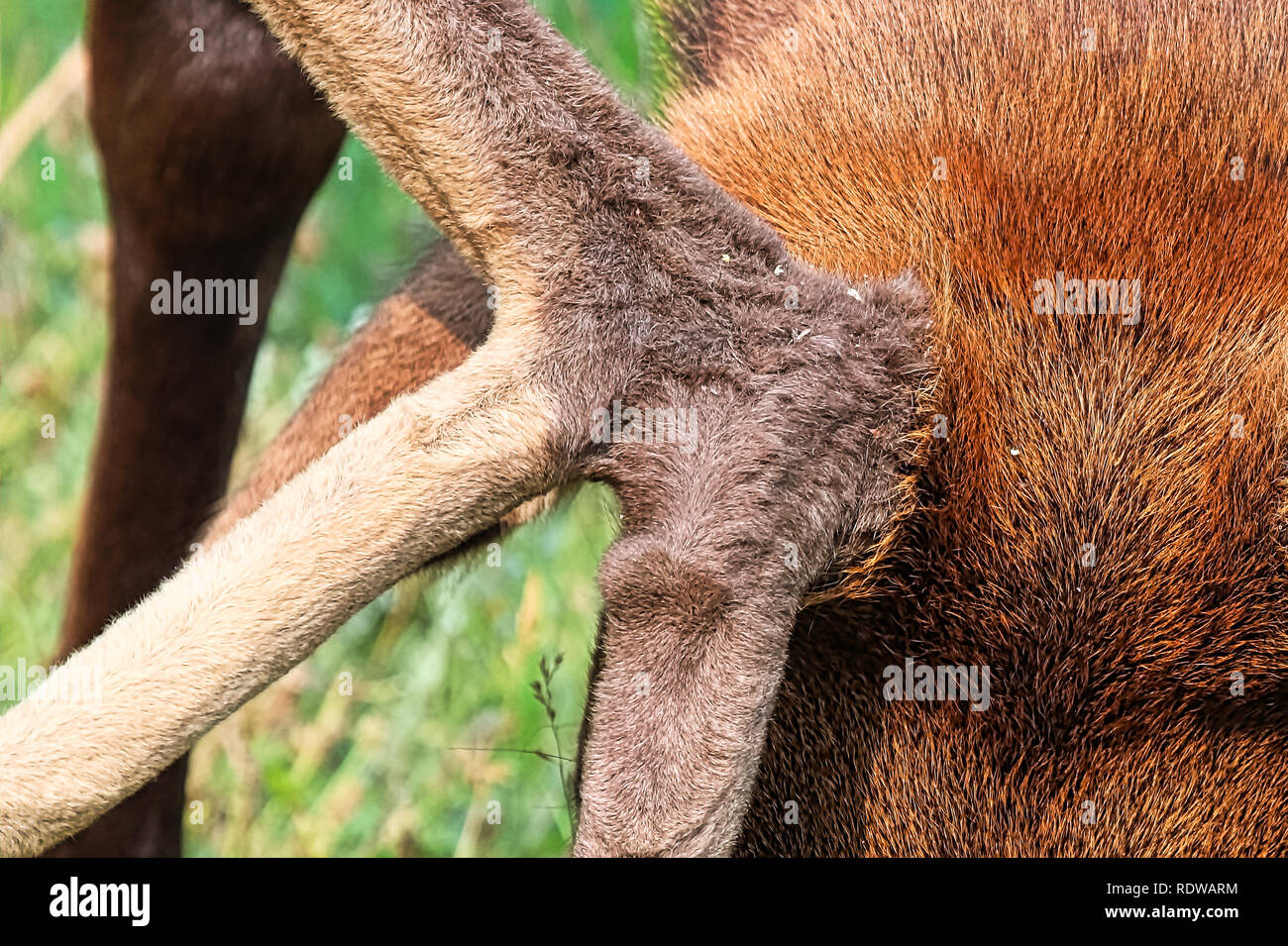 Bull elk with velvet rack hi-res stock photography and images - Alamy