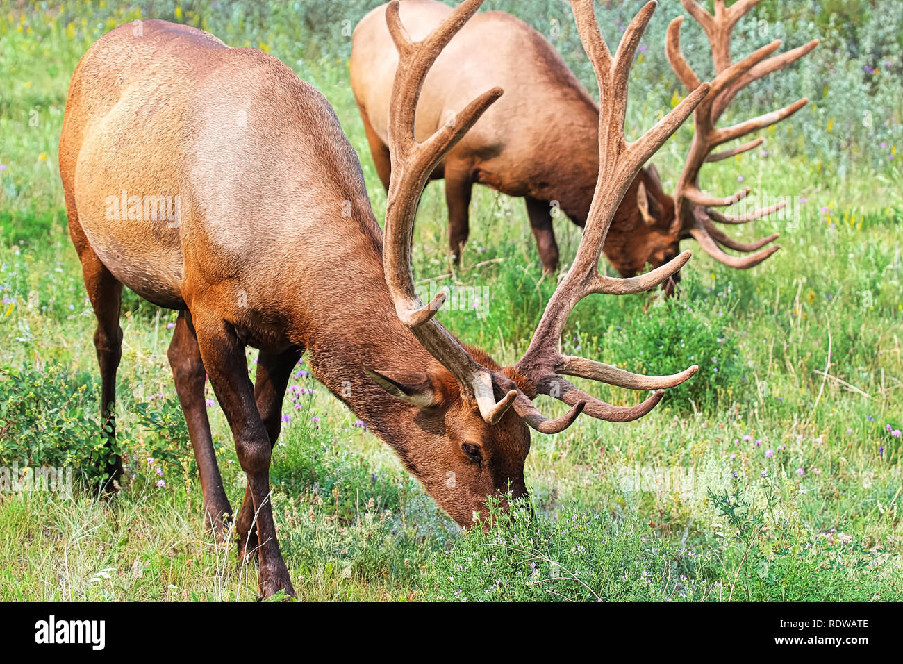 Canadian elks hi-res stock photography and images - Alamy