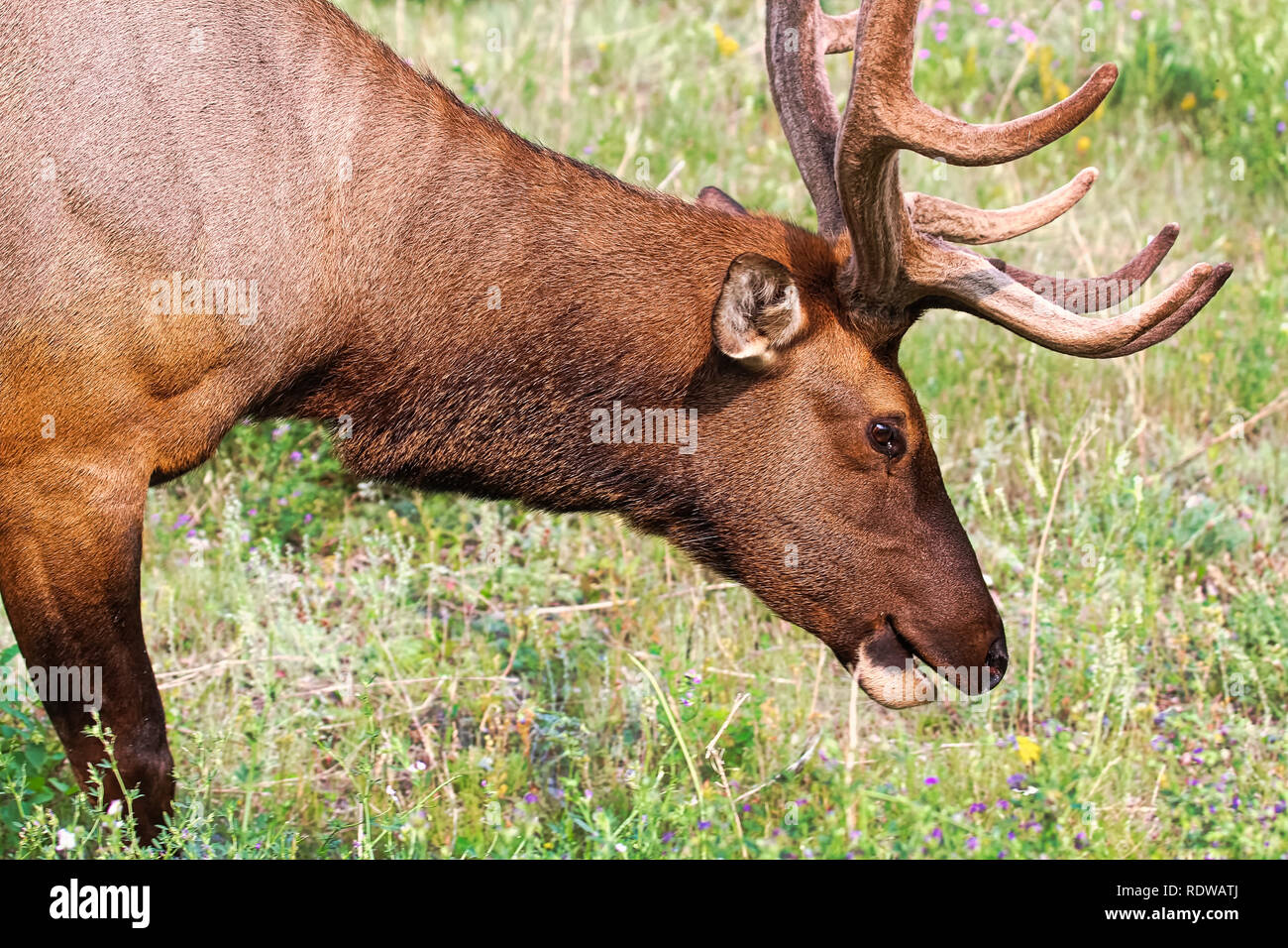 Bull elk side view head hi-res stock photography and images - Alamy
