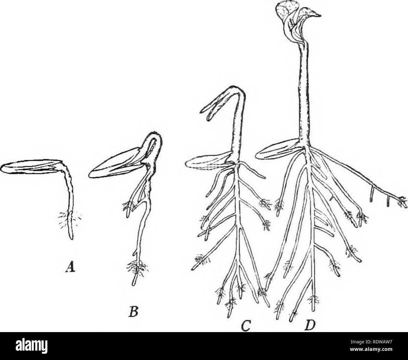 Projection of plant Black and White Stock Photos & Images - Alamy