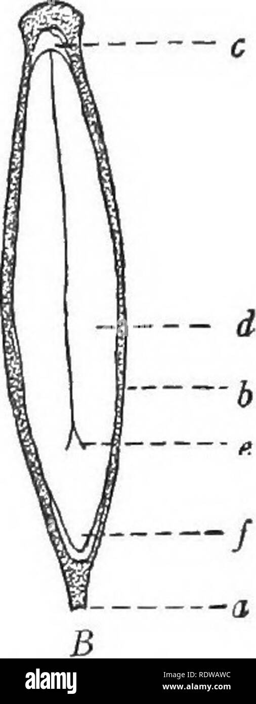 . Textbook of botany. Botany. Fig. I. — A, side view of a squash seed ...