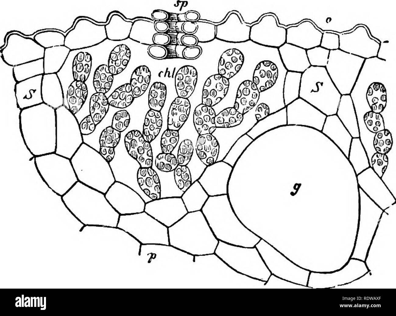 Epider Black and White Stock Photos & Images - Alamy