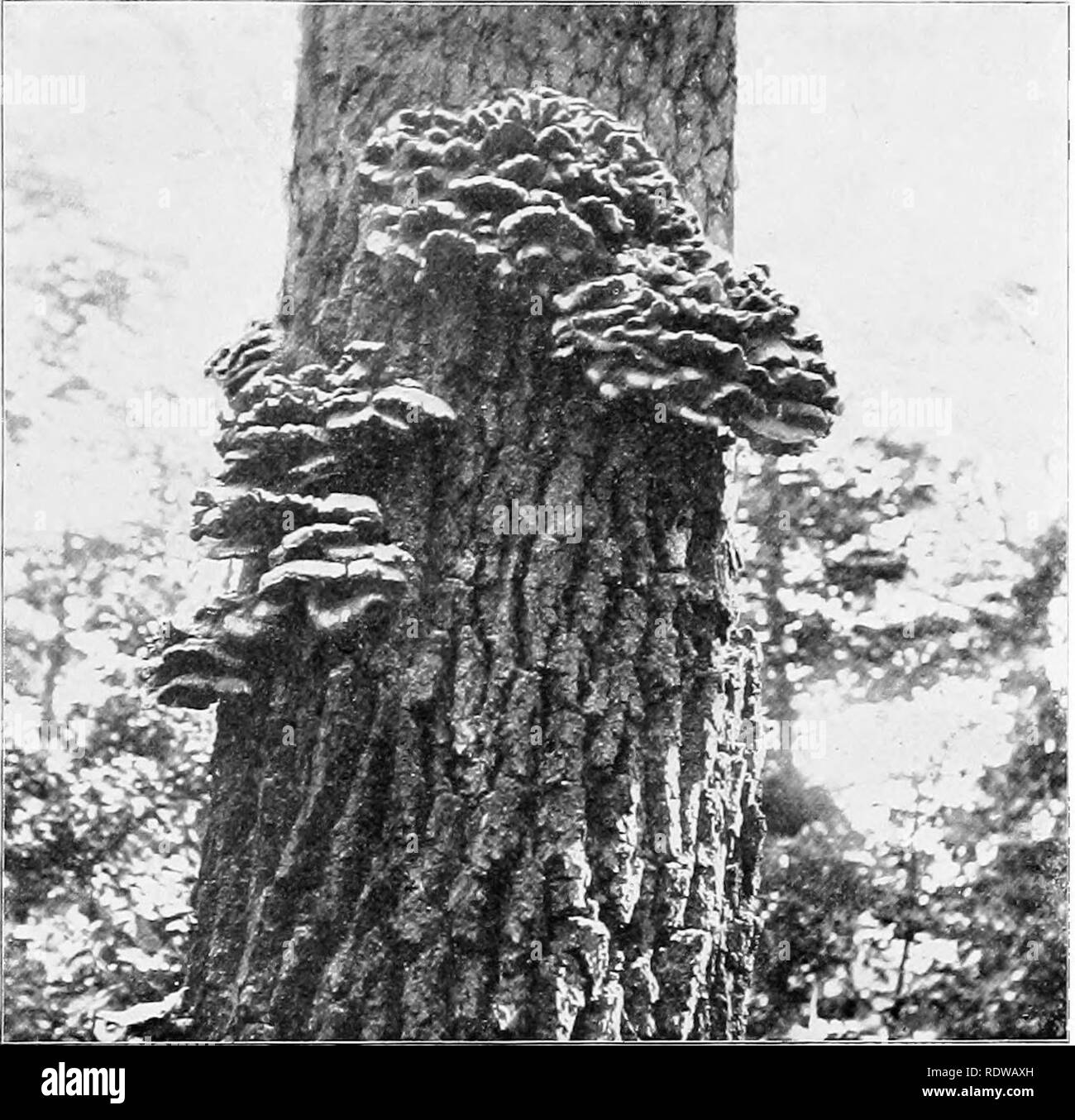 Red bracket fungus Black and White Stock Photos & Images - Alamy