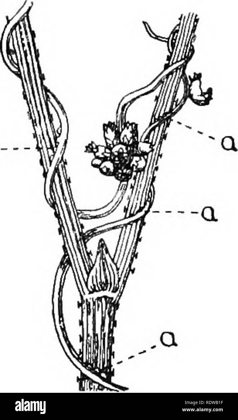 Parasitic Roots Cuscuta
