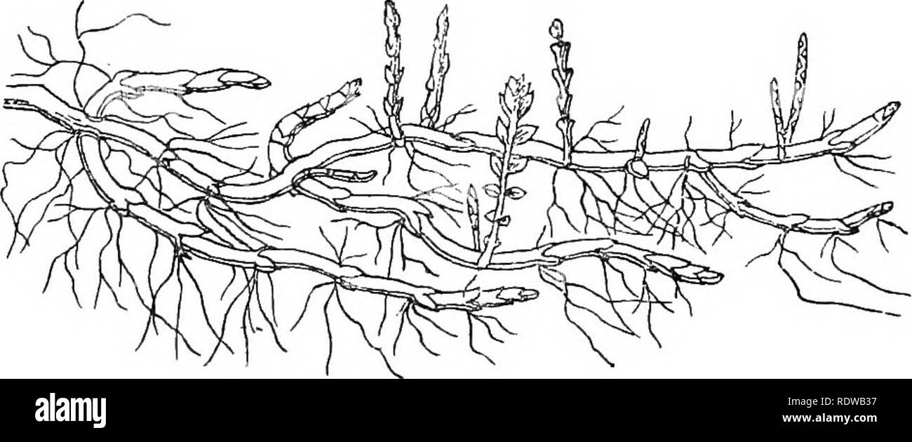 Rhizome plant Black and White Stock Photos & Images - Alamy