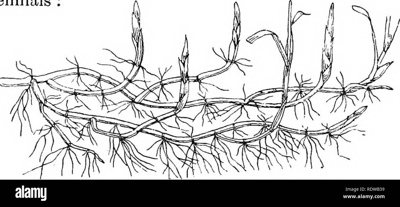 . British plants; their biology and ecology. Botany; Botany; Plant ...