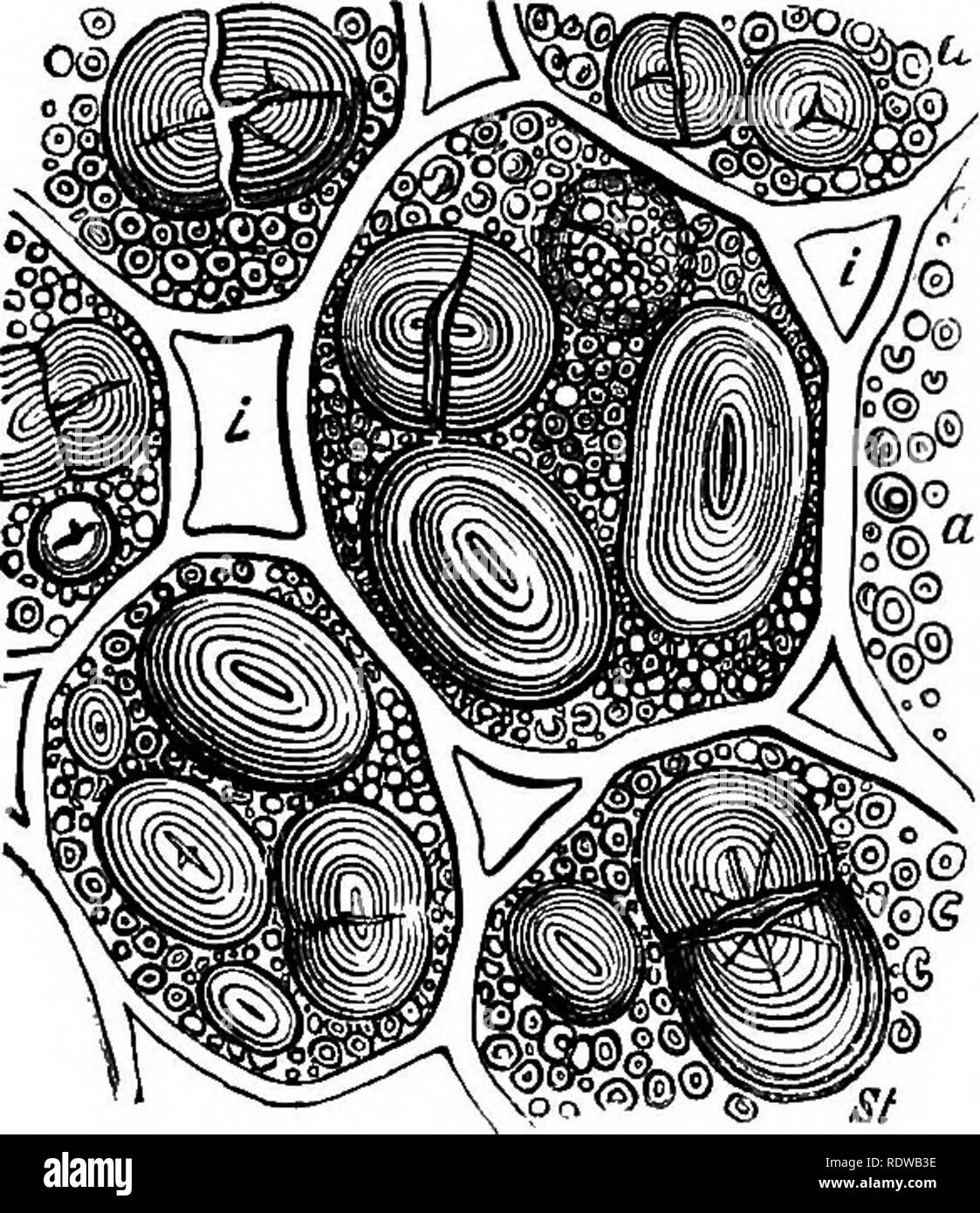 . Botany for high schools and colleges. Botany. 54 BOTANY. tionally in ...