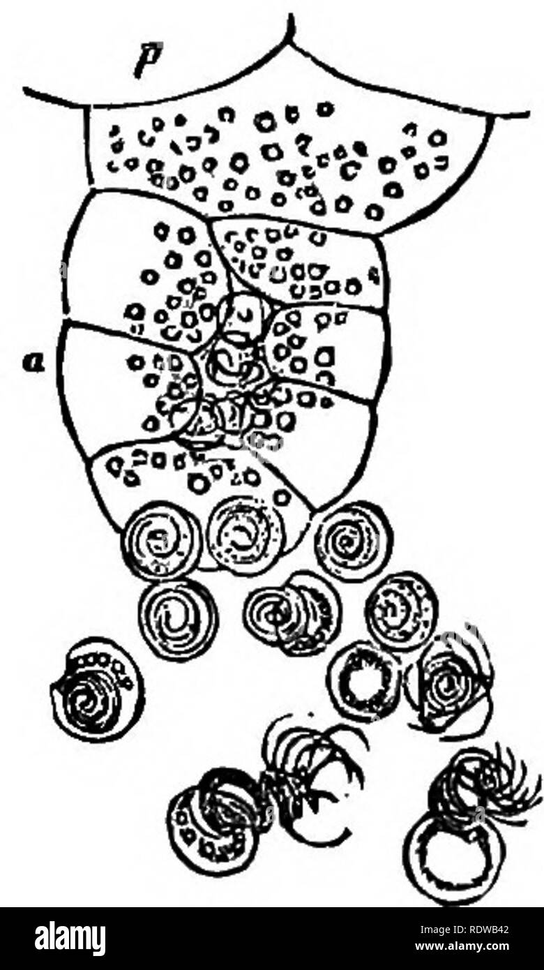 Fern Spores Cut Out Stock Images & Pictures - Alamy