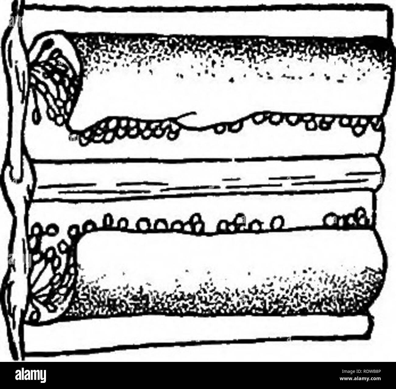 . Our native ferns and their allies; with synoptical descriptions of ...