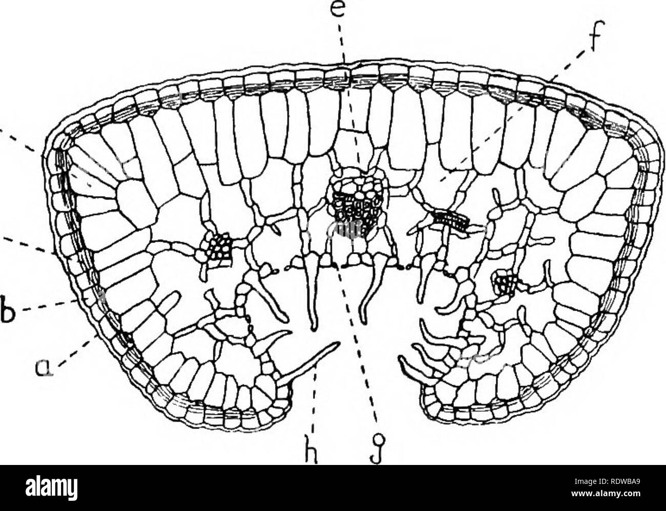 Water storing cells Black and White Stock Photos & Images - Alamy