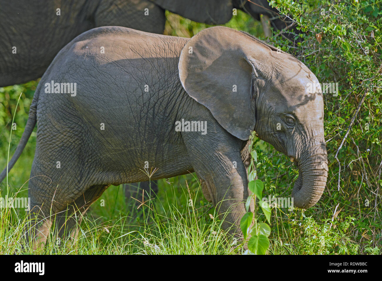 Baby Elephant in Uganda Stock Photo - Alamy